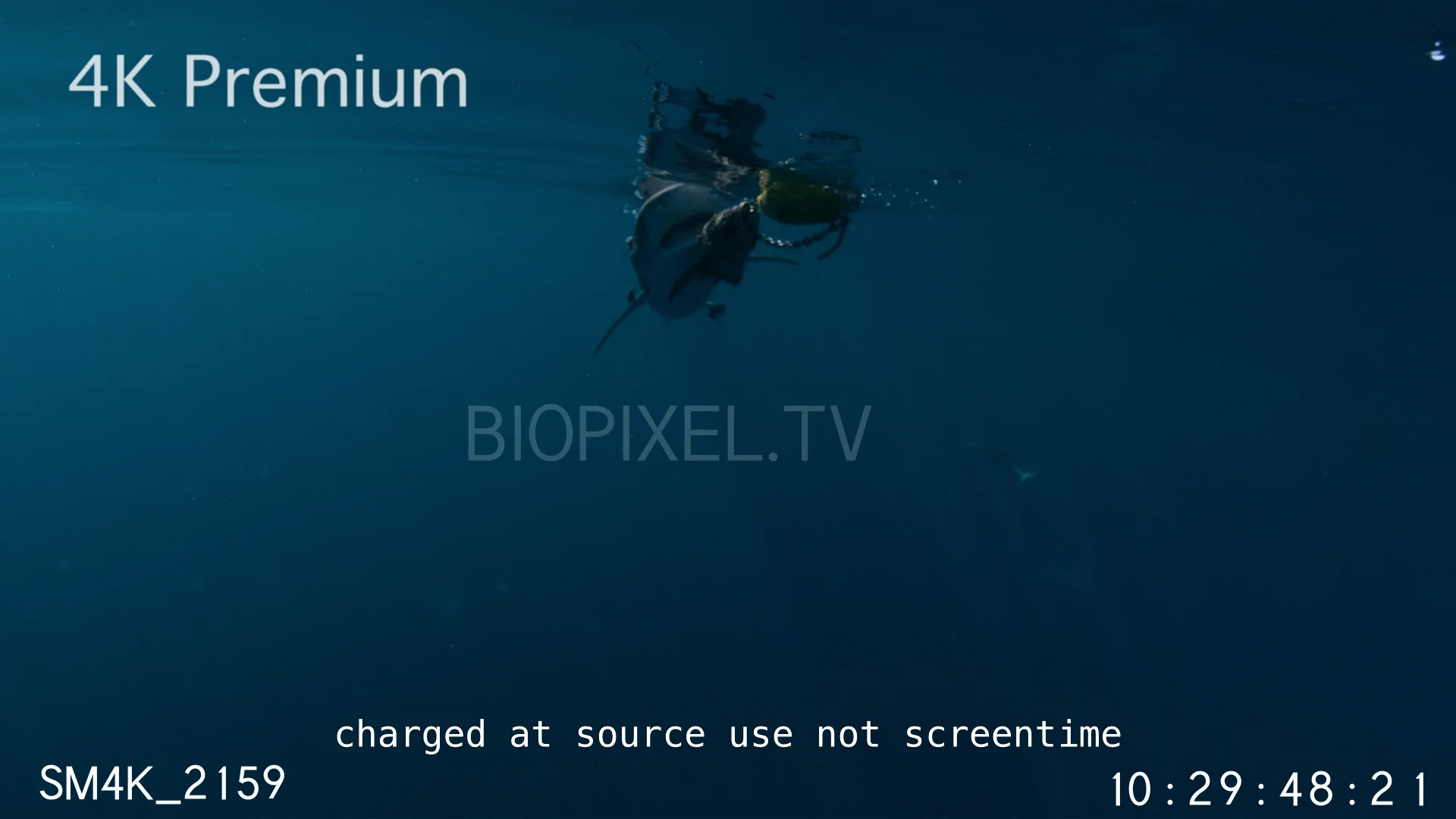 High Speed - Tiger shark chasing bait slow motion 500 frames per second 4K 2 on Vimeo