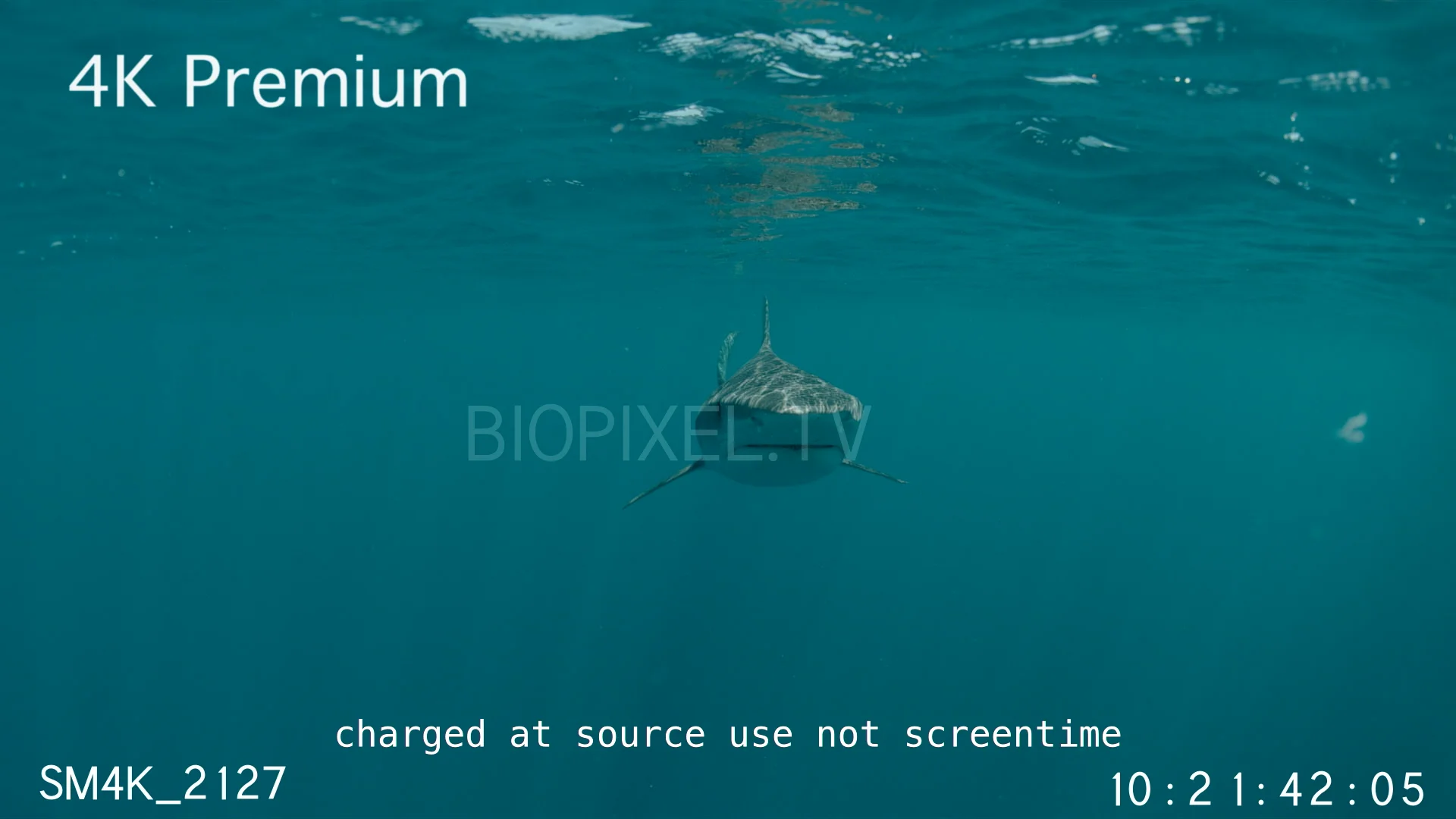 High Speed - Tiger shark swimmming at camera opens mouth slow motion ...