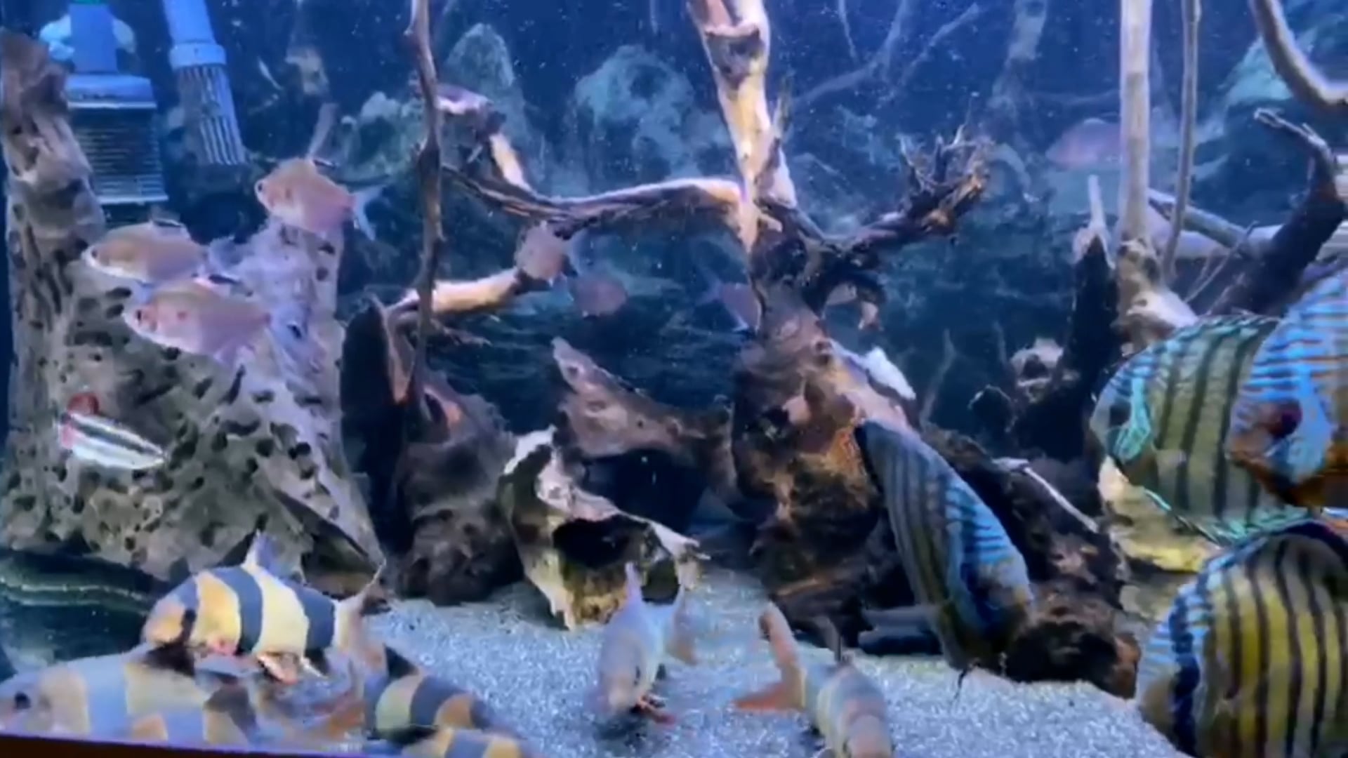 Exotic Aquatics Reel on Vimeo