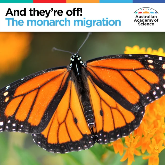 Monarch Butterfly Migration Video For Kids