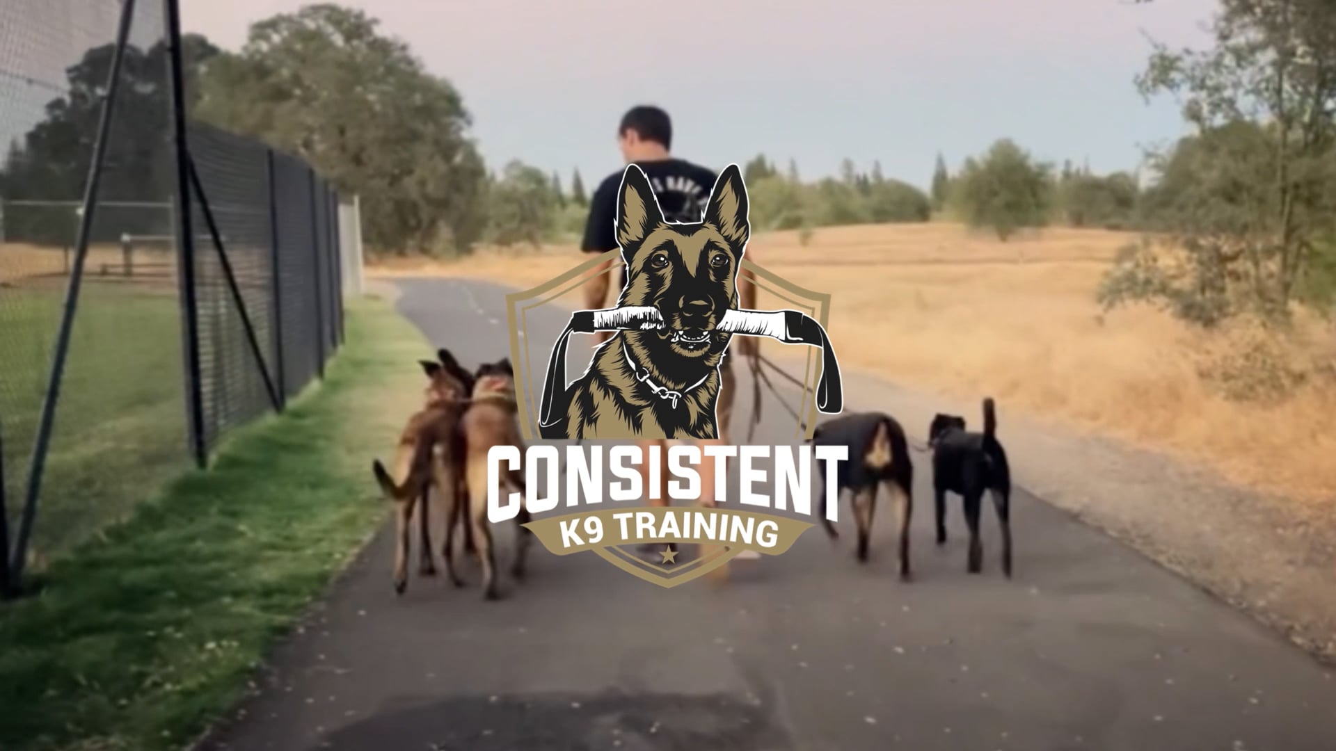 Consistent K9 Training