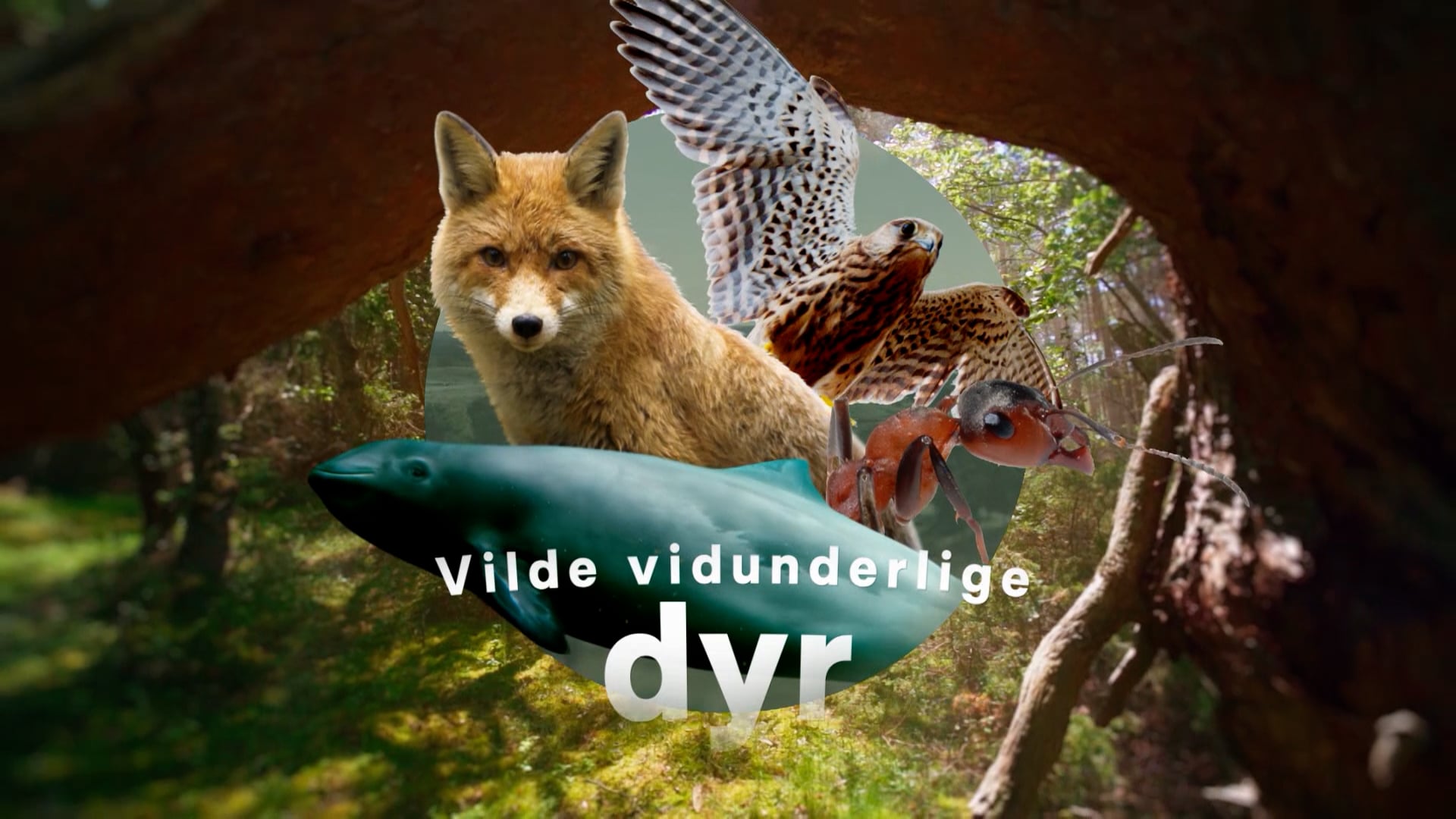 Wild & Wonderful Animals - Wild and Wonderful Animals - Episode 06 on Vimeo