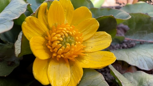 Flor Natureza Florescer - Free video on Pixabay - Pixabay