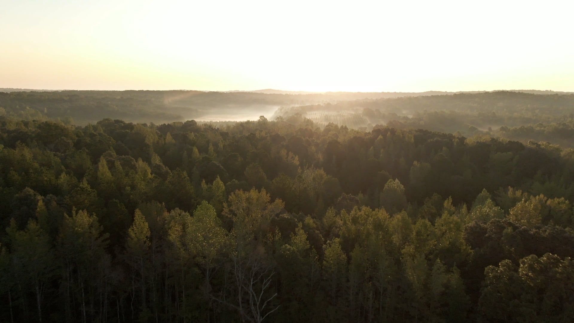 All Seasons Tree Services