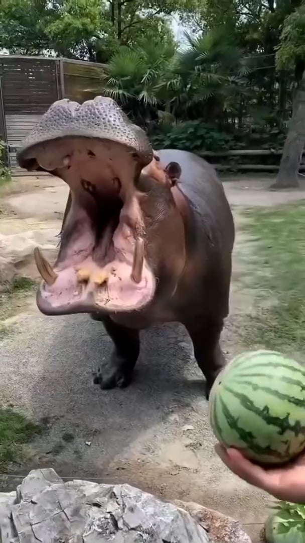 Fome animal #shots on Vimeo