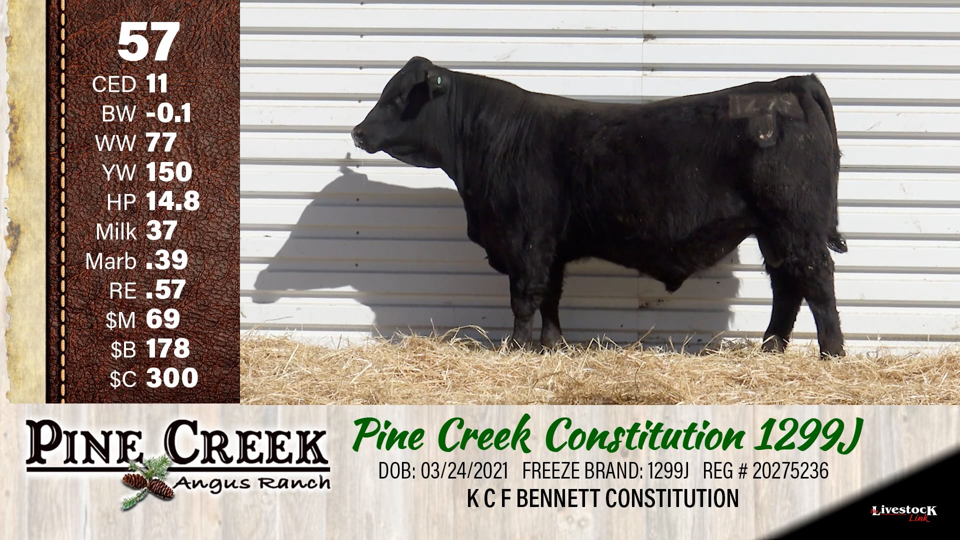 Pine Creek Angus Ranch - Lot 57 on Vimeo