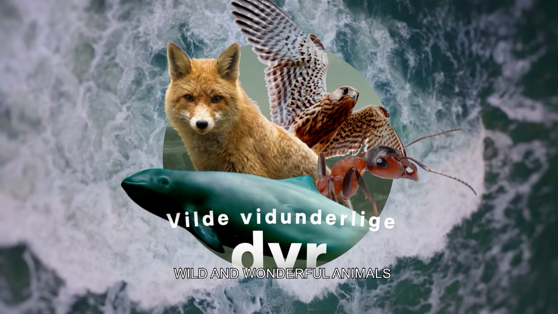 Wild & Wonderful Animals - Wild & Wonderful Animals - Episode 16 on Vimeo
