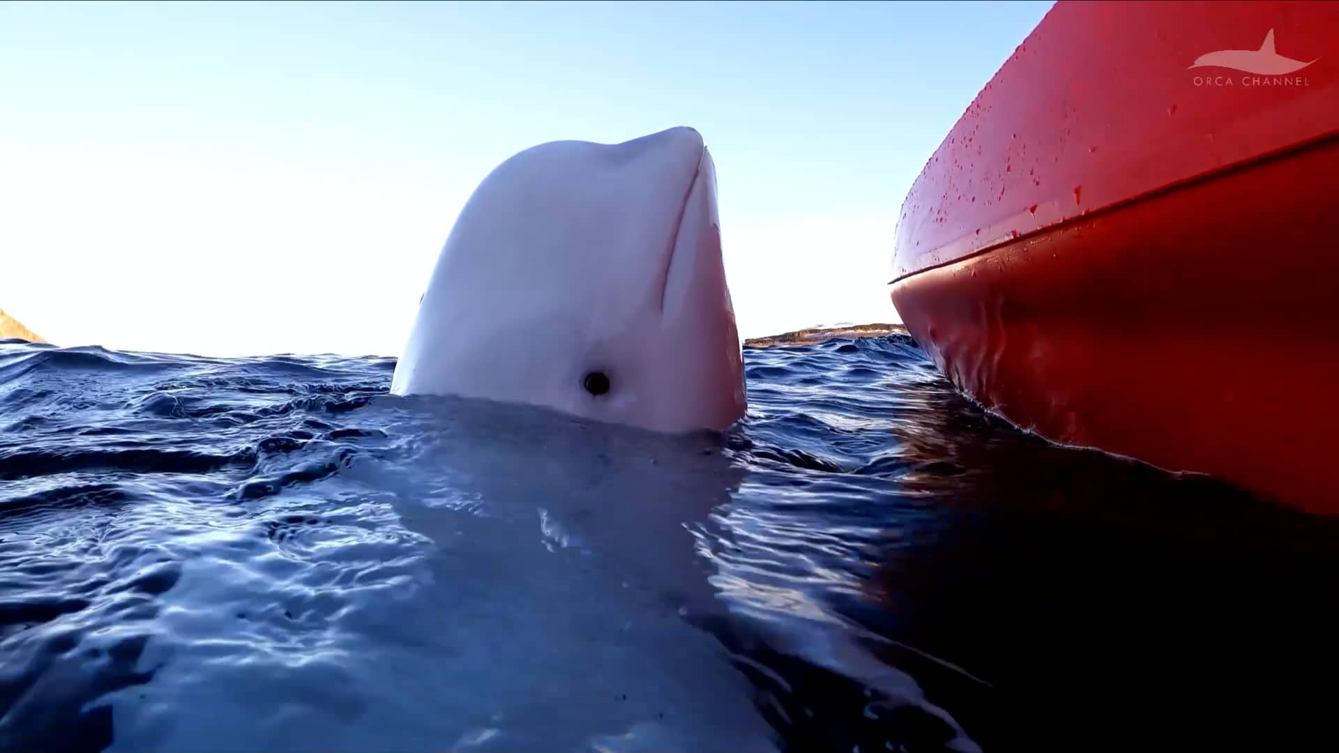 Hvaldimir documentary trailer on Vimeo