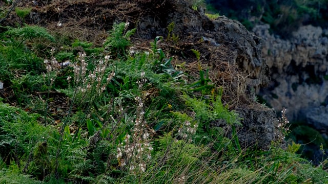 50+ Free Weed & Nature Videos, HD & 4K Clips - Pixabay