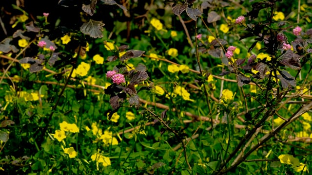 40+ Free Weed & Nature Videos, HD & 4K Clips - Pixabay