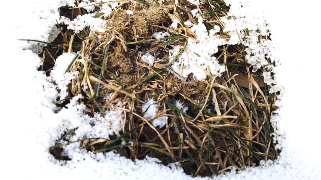 Snow, Winter, Grass. Free Stock Video - Pixabay