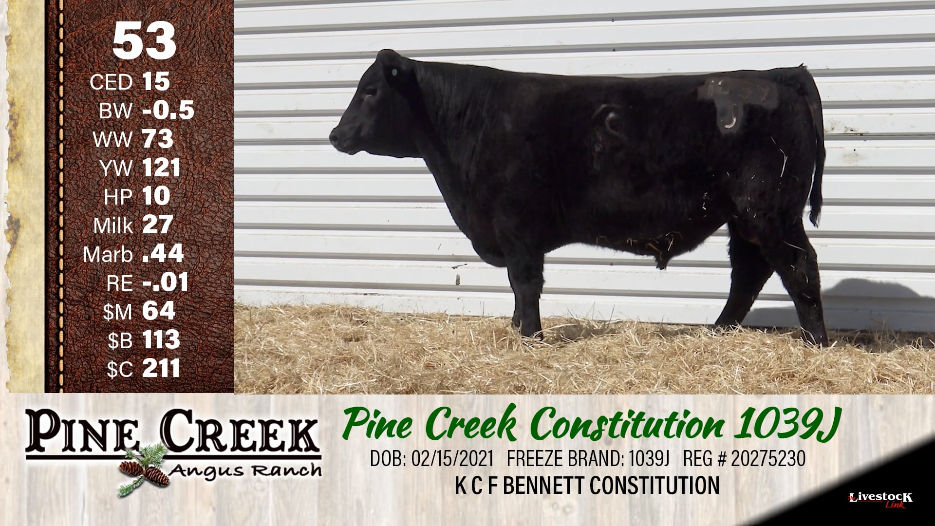 Pine Creek Angus Ranch - Lot 53 on Vimeo