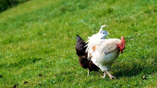 Hen Videos: Download 88+ Free 4K & HD Stock Footage Clips - Pixabay