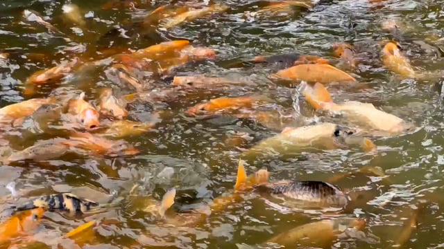 Fish Koi Pond - Free video on Pixabay