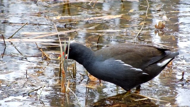 Coot, Bird, Foraging. Free Stock Video - Pixabay
