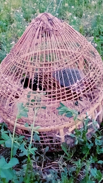 Perdiz Negra Gaiola Cela - Free video on Pixabay - Pixabay