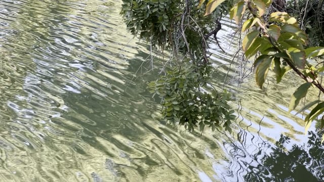 Highlights, Pond, Water. Free Stock Video - Pixabay