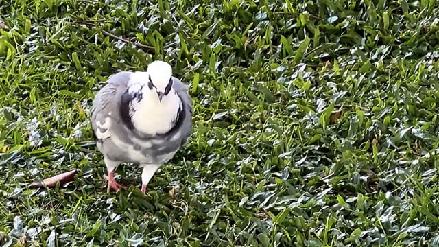 Paloma Rara Branco E Cinza - Free video on Pixabay - Pixabay