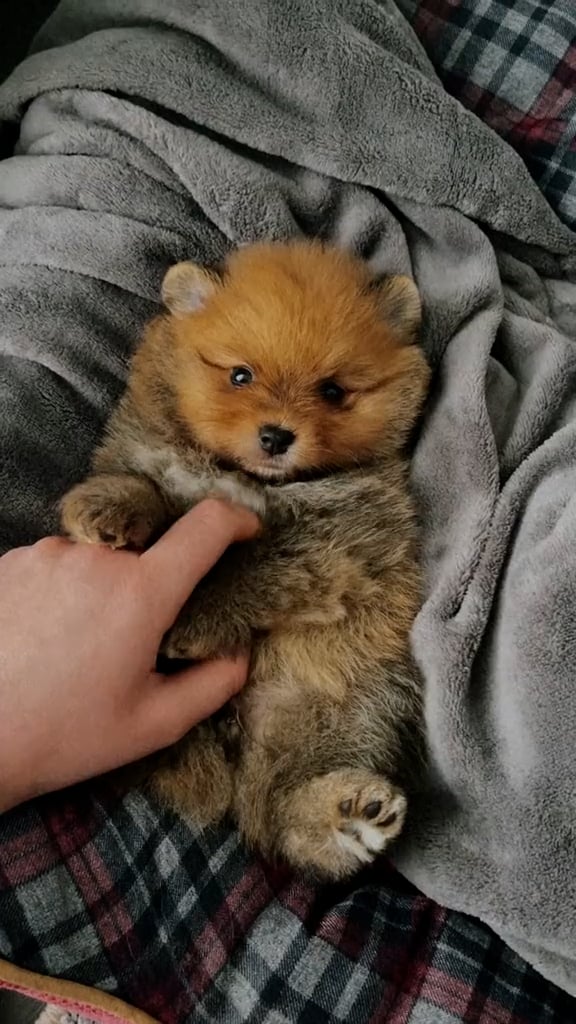 A Little Cutest Dog.mp4 on Vimeo