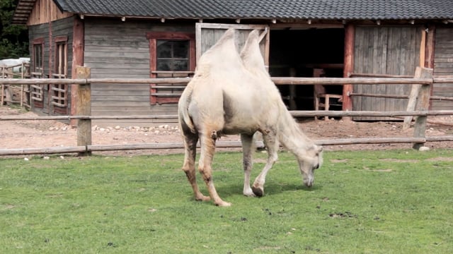 Camel, White Camel, Farm Animals. Free Stock Video - Pixabay