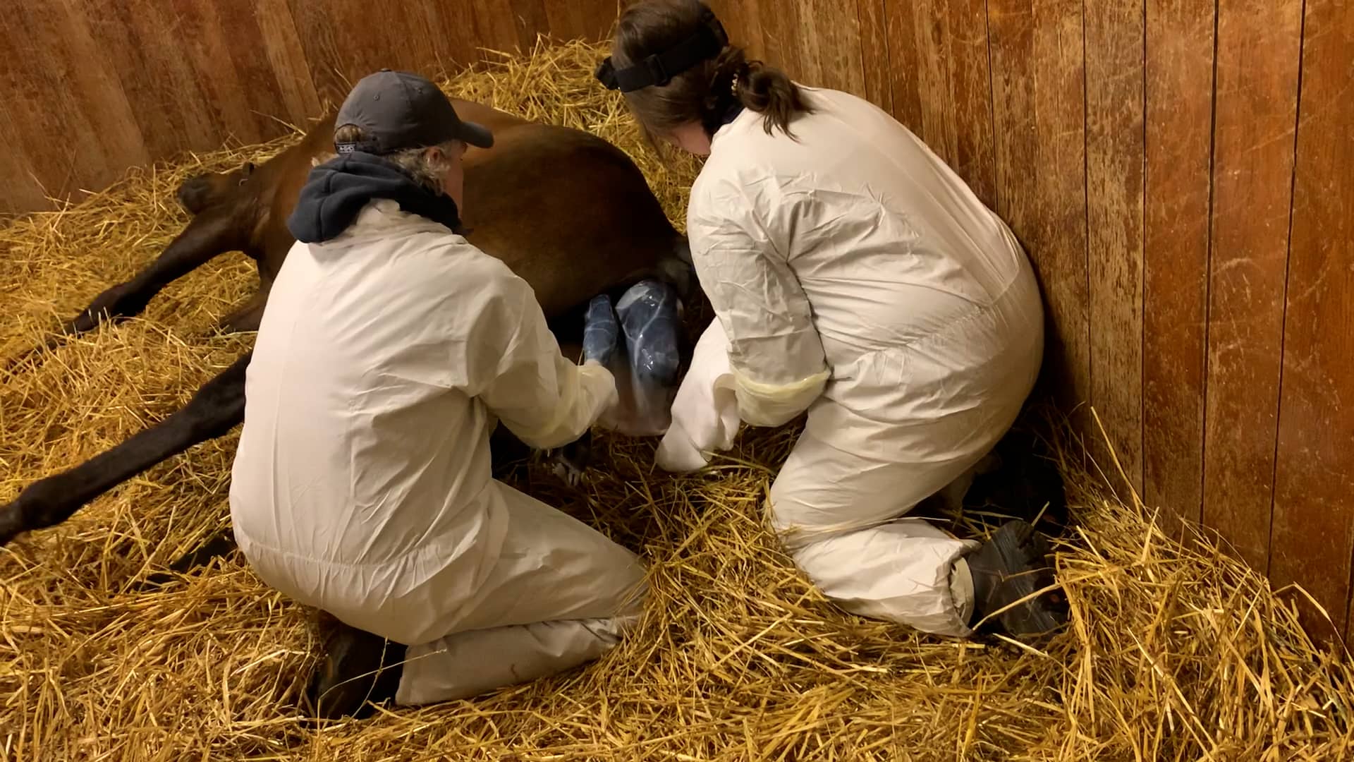 Repeta - Foaling Video 4.01.2022 on Vimeo
