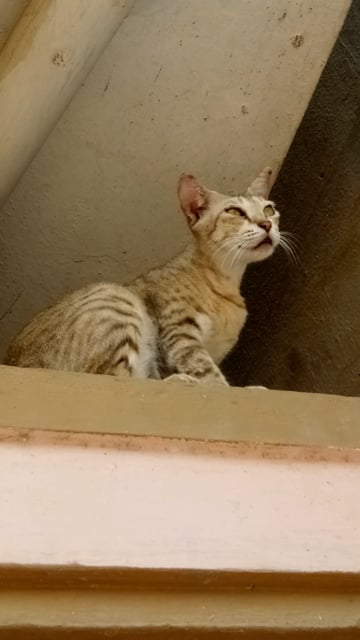 Thondamma, Cat, Animal. Free Stock Video - Pixabay