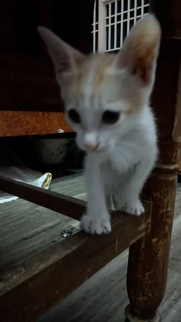 The Mom And Kitten, Champa Cats, Catlovers. Free Stock Video - Pixabay