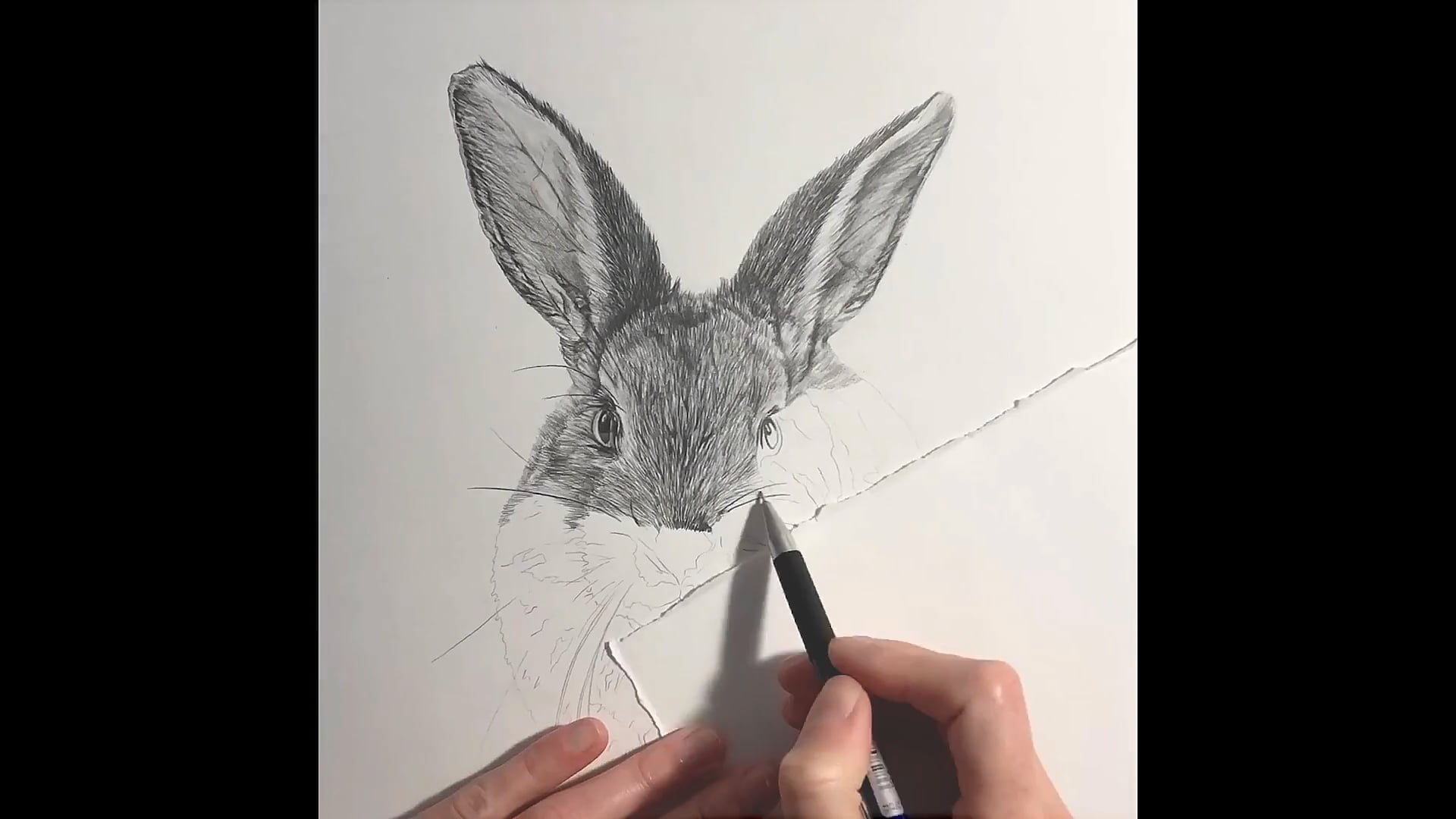 Peter Rabbit on Vimeo