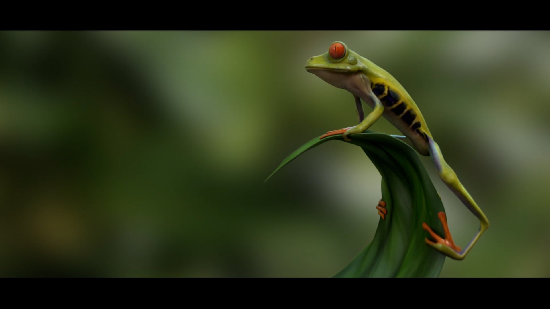 Frog Animation on Vimeo