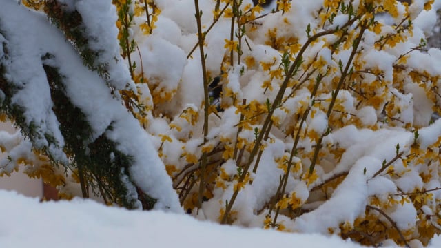 Forsythia Snow Melt Spring - Free video on Pixabay