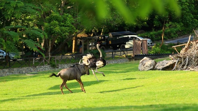 Ostrich Farm Animals Bird - Free video on Pixabay