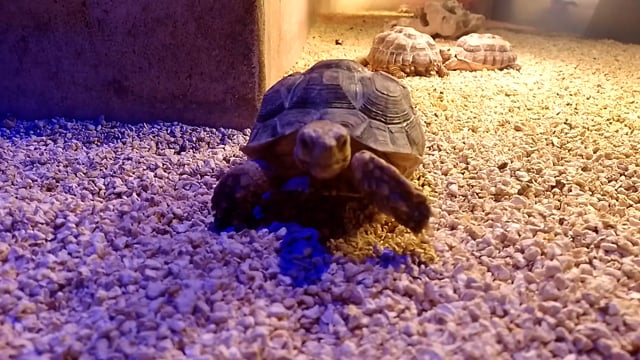 Tortuga, Turtle, Animal. Free Stock Video - Pixabay