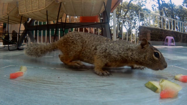 Chipmunk, Animal, Nature. Free Stock Video - Pixabay