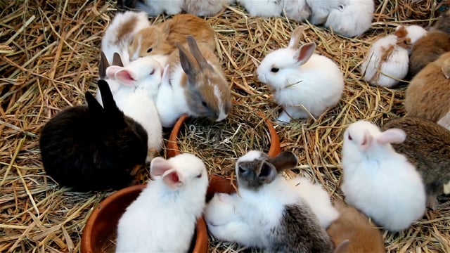 Rabbit, Farm, Farm Animals. Free Stock Video - Pixabay