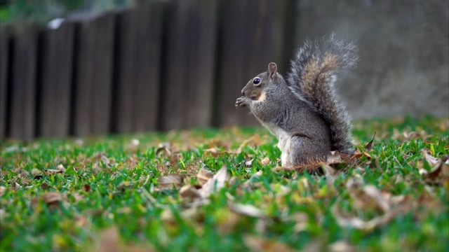 Ardilla Animal Roedor - Free video on Pixabay - Pixabay