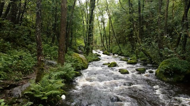 Forest River Rocks - Free video on Pixabay