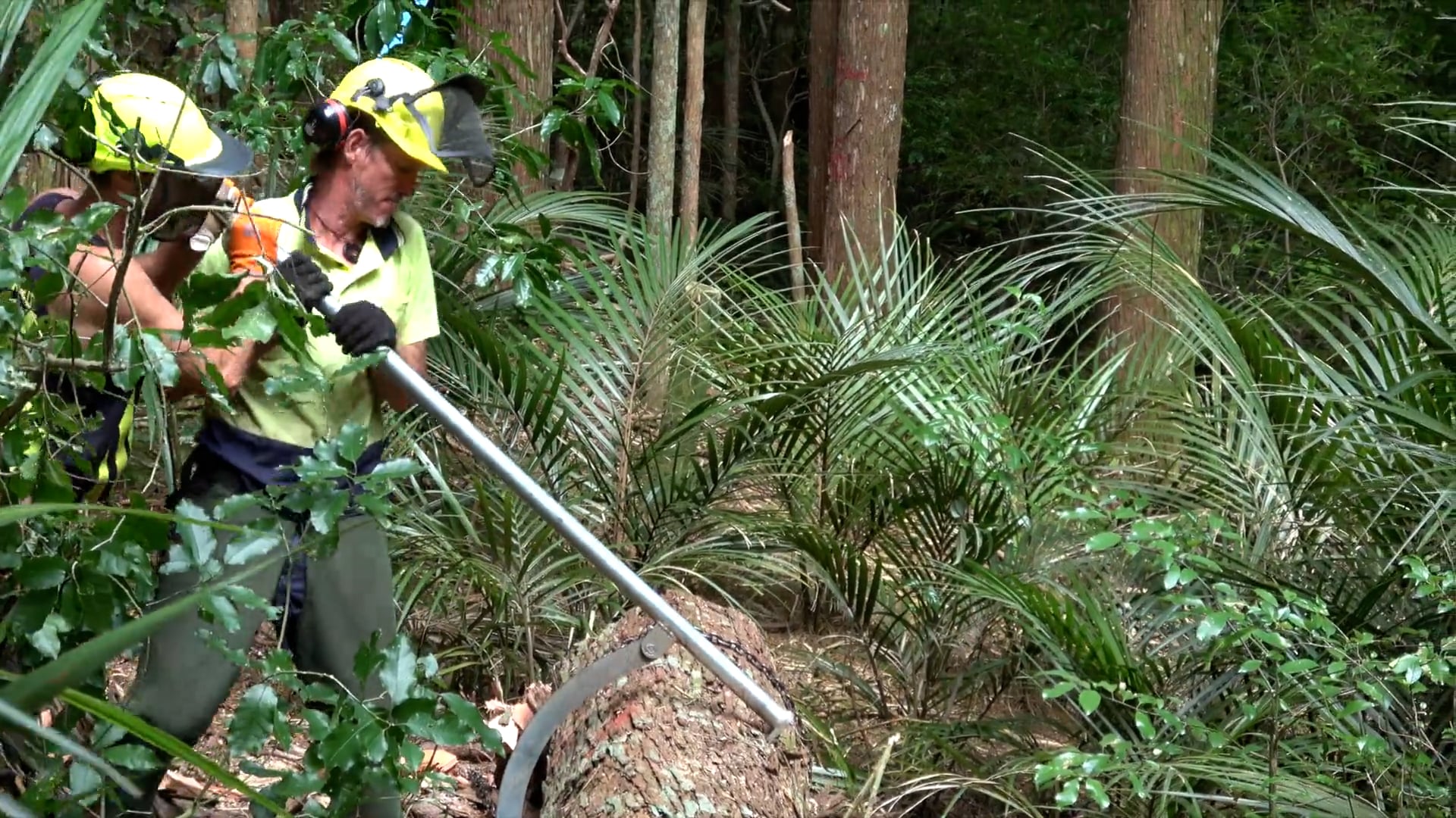 Small Scale Totara Harvest.mp4