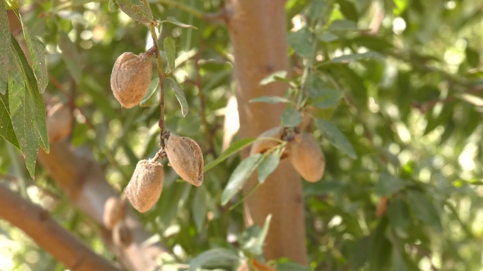 California Bountiful Episode: 2984 Airs October 29, 2022 on Vimeo