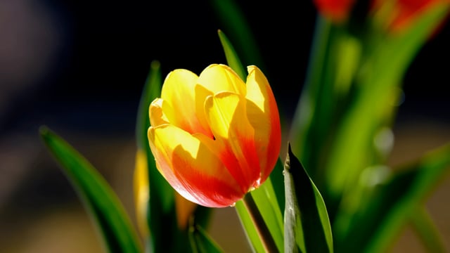 Discover and download free videos - Pixabay