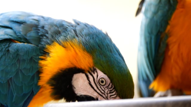 Era Parrot South Africa - Free video on Pixabay