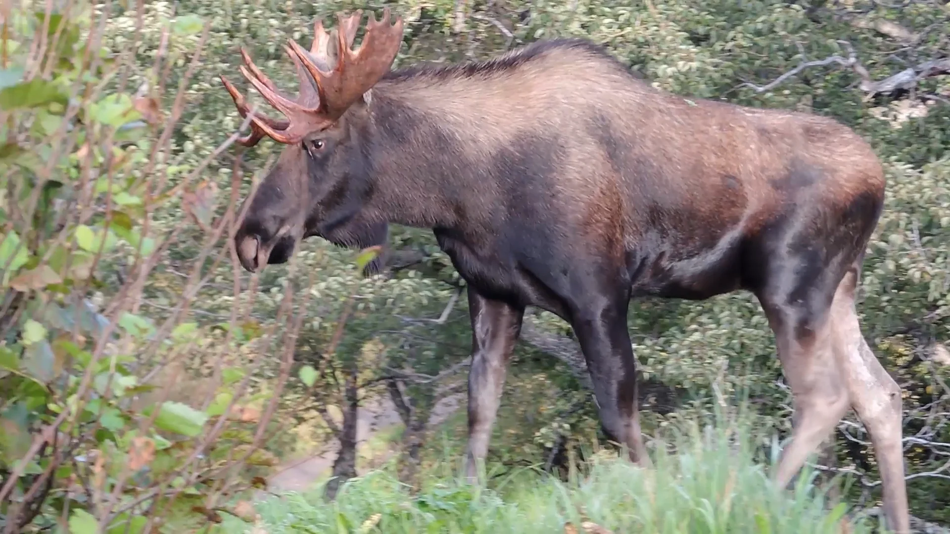 When to Report Wildlife on Vimeo