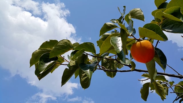 Persimmon Tree, Sky, Landscape. Free Stock Video - Pixabay