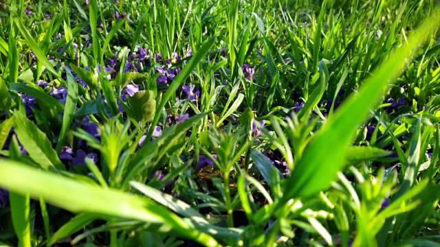 La Nature Paysage Vert - Free video on Pixabay - Pixabay