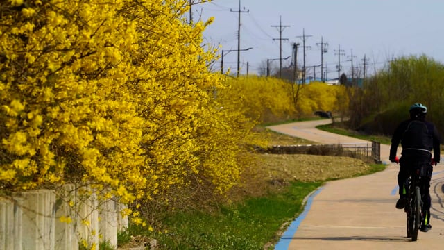 Forsythia Spring Flowers Trail - Free video on Pixabay