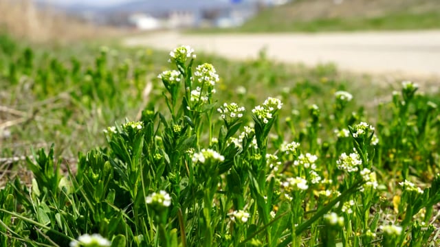 Spring Flowers Trail Roadside Wild - Free video on Pixabay