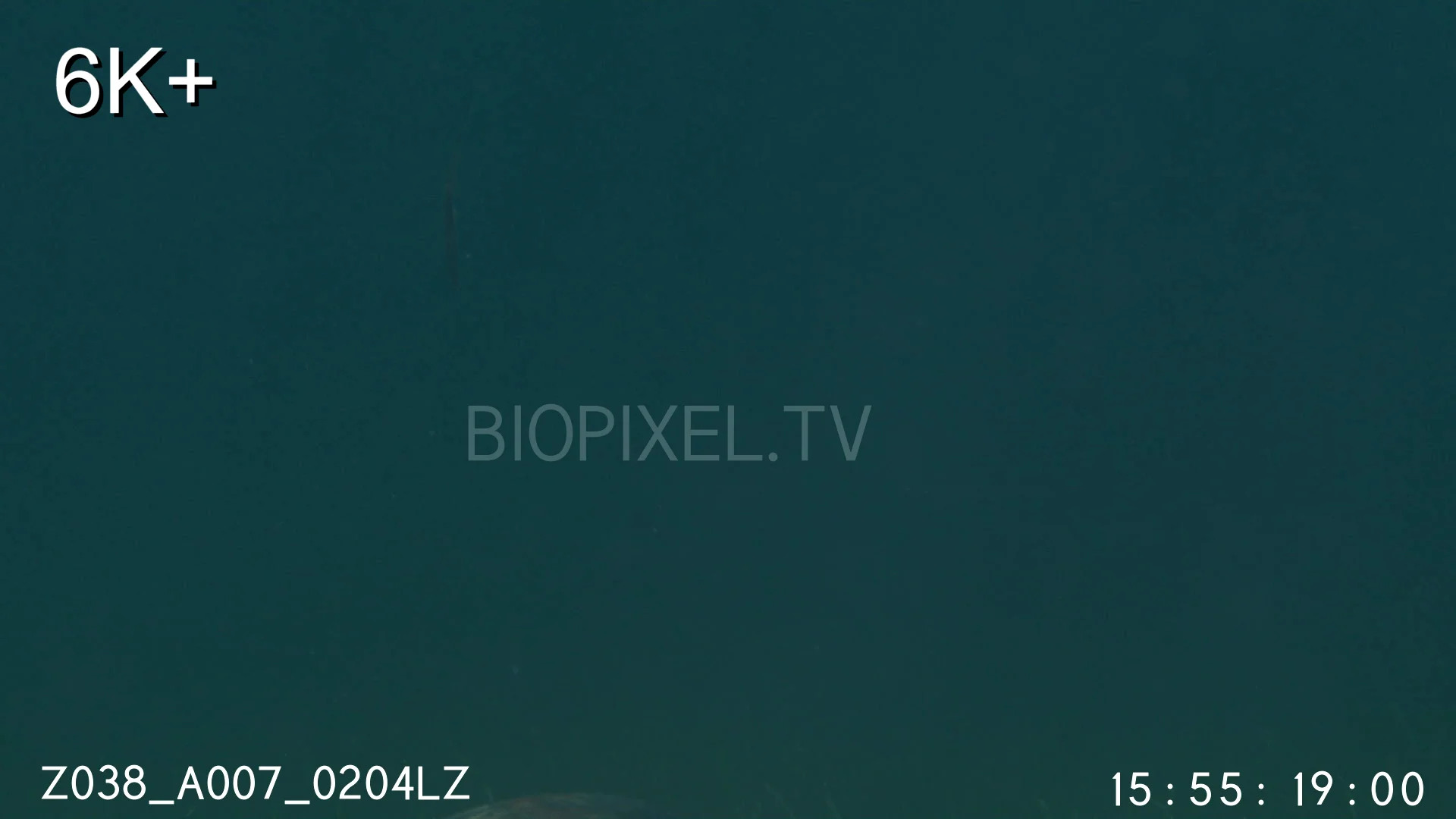 Seagrass - Green sea turtle feeding on seagrass 6K+ 6 on Vimeo