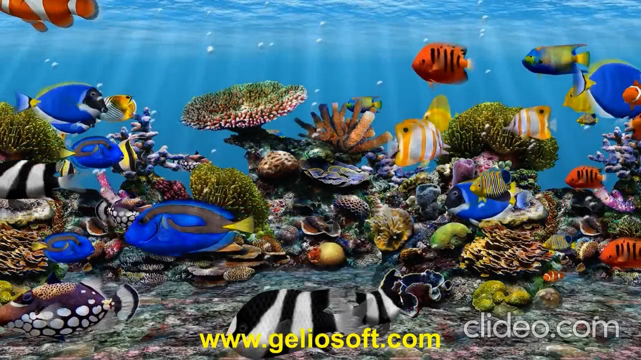3d-fish-school-screensaver-tropical-fish-swimming-free-on-desktop ...