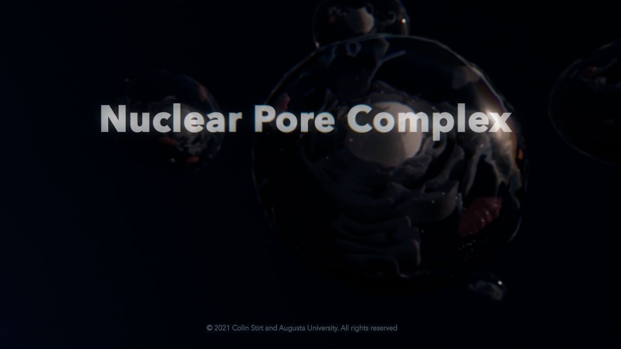 Nuclear Pore Complex Animation copy