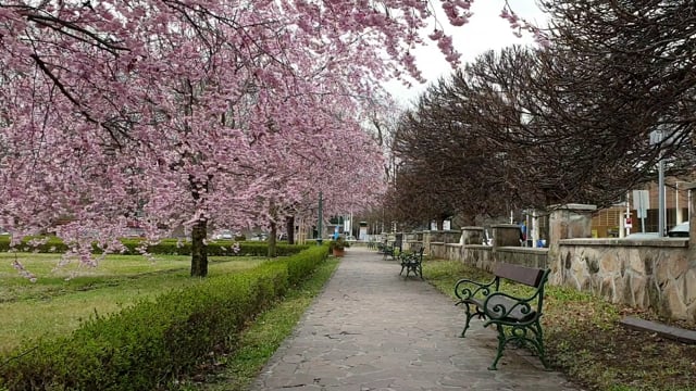 Park, Spring, Flowering. Free Stock Video - Pixabay