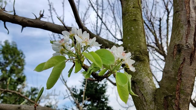 Flor Bloom Primavera - Free video on Pixabay - Pixabay